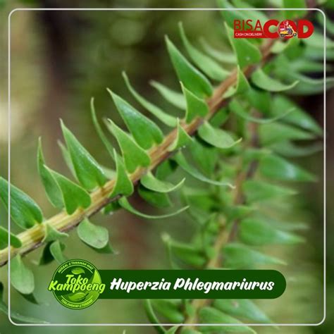 Jual Huperzia Phlegmariurus Phlegmaria Tanaman Hias Gantung Shopee