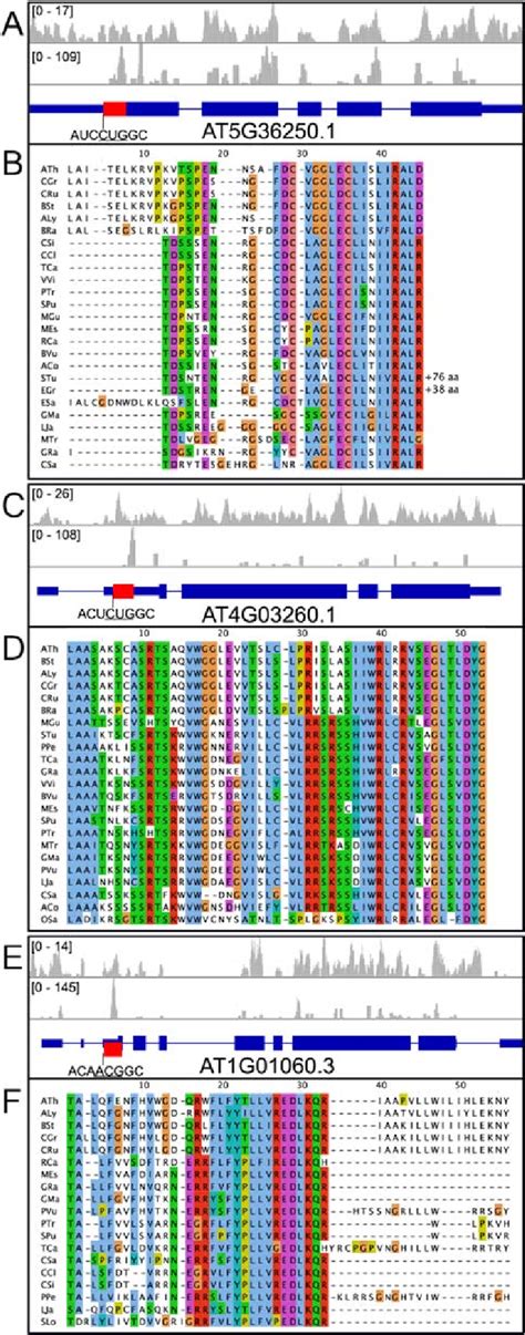 Ribosome Footprint Data Confirms Translation Of Uccrs A C E