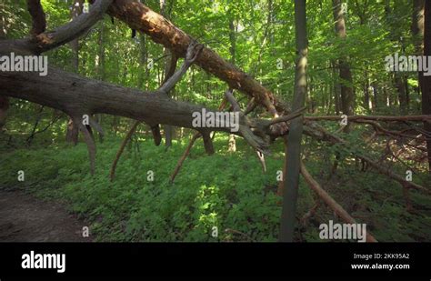 Broken Trees And Branches Stock Videos Footage HD And K Video