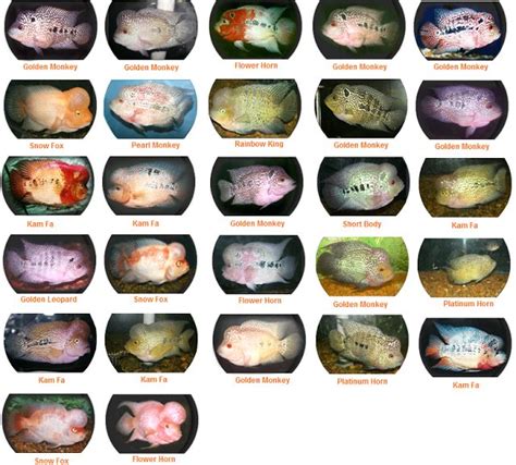 Different Types Of Flowerhorn Cichlid