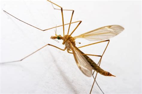 Identifying Flying Insects Thriftyfun