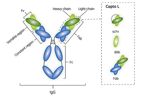 Structure Of A Typical Full Size Igg Antibody Molecule Showing Its