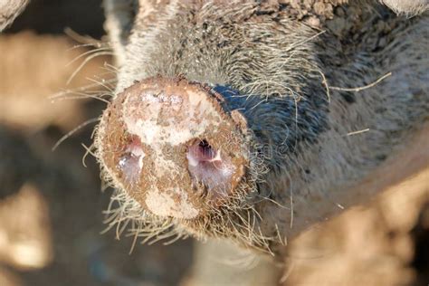 378 Cerdo Sucio Feo Fotos De Stock Fotos Libres De Regalías De Dreamstime