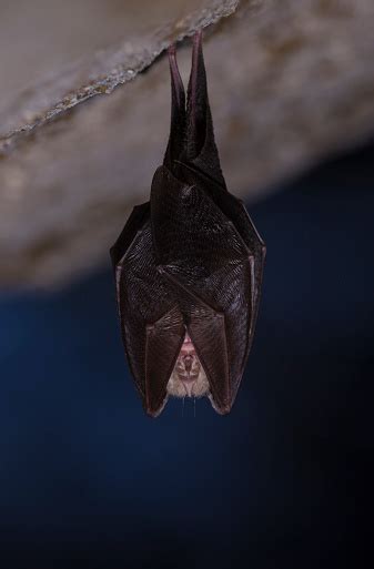 최대 절전 모드에서 차가운 자연 바위 동굴 위에 거꾸로 매달려 날개에 의해 덮여 작은 자 말굽 박쥐를 닫습니다 박쥐에 대한 스톡