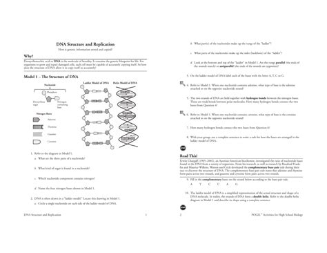 Dna Structure And Replication Worksheet Answers Key Db Excel