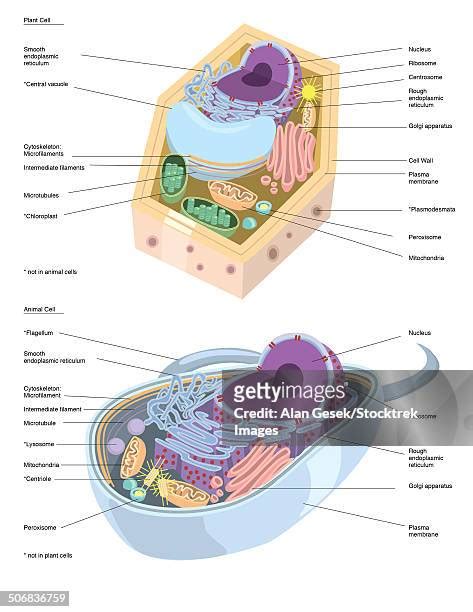 Plant Cell Mitochondria Photos And Premium High Res Pictures Getty Images