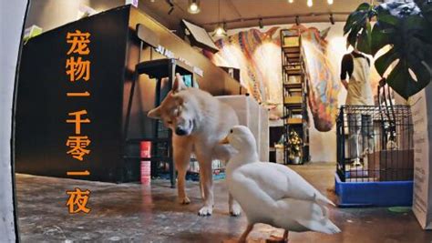 宠物一千零一夜呆萌柴犬挑逗鸭王羊驼秒变吃瓜群众 高清 P在线观看平台 腾讯视频