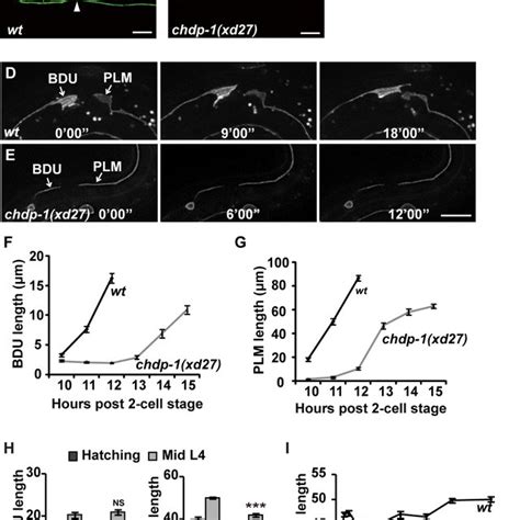 Chdp 1 Is Required For Cell Protrusion A Schematic Drawing Of The Download Scientific