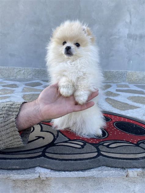 Женско Померанче Померан 6 месеца Женско Бяло Чистокръвно Кучета продава Чирпан Едно