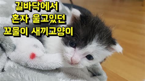 1부 길바닥에서 혼자 울고있던 꼬물이 새끼고양이봉산이 Youtube
