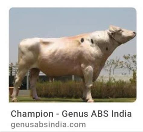 Holstein Friesian Genus Abs Champion Frozen Semen For Cattle Breeding At Rs 50piece In Jaipur