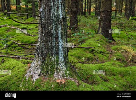 Sap Bleeding From A Larch Tree Hi Res Stock Photography And Images Alamy