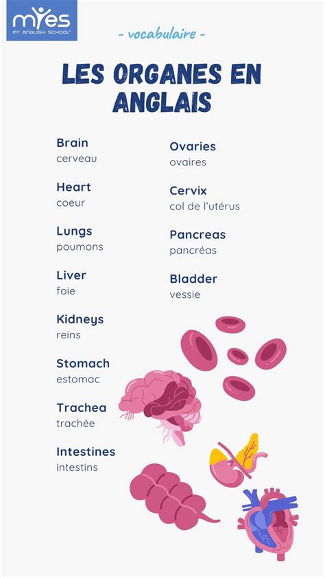Vocabulaire Du Corps Humain En Anglais Artofit