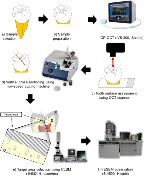 Schematic Illustration Showing The Study Methodology Download