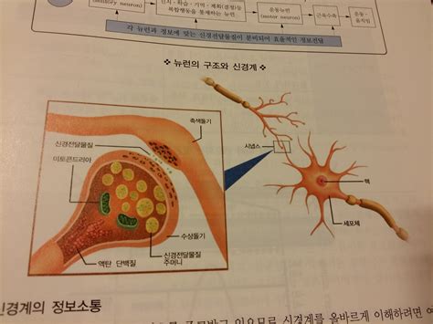 뉴런과 시냅스에 대한 간단히 알아보아요 네이버 블로그