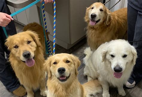 Ofa Eye Certification Exams Support Animal Eye Health