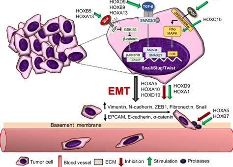Epithelial Mesenchymal Transition Initiated By Hox Proteins Mediated