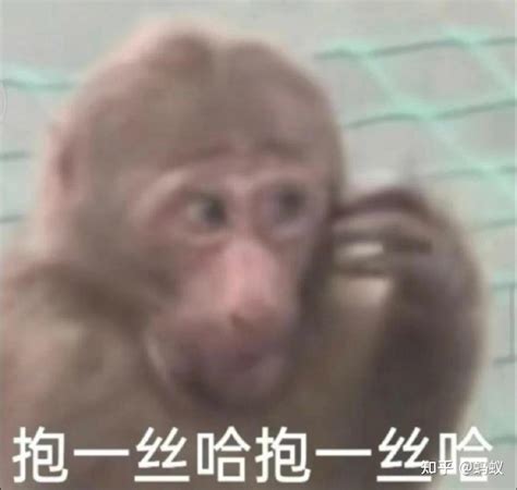 马楼表情包大全 知乎
