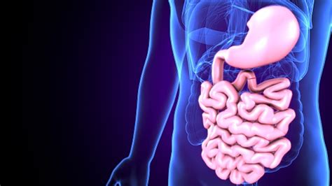 Ilustrasi 3d Lambung Sistem Pencernaan Manusia Dengan Anatomi Usus