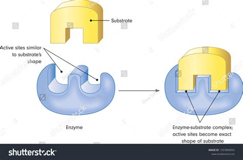 Enzyme Substrate Complex Images Stock Photos Vectors Shutterstock