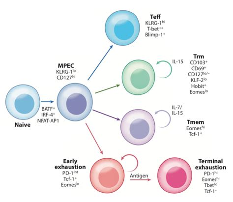 Measuring Cd8 T Cell Exhaustion Cofactor Genomics