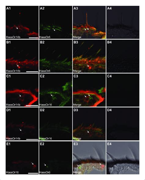 Two Colour In Situ Hybridization Visualizing The Combinations Of Download Scientific Diagram