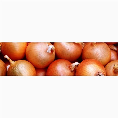 Продам лук оптом — Agro Kazakhstan