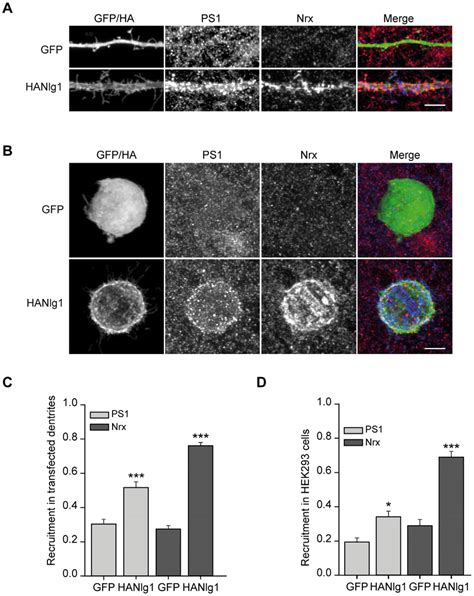 Recruitment Of Ps1 To Neurexin Neuroligin Mediated Synapses A Download Scientific Diagram