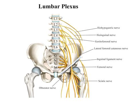 Lumbosacral Plexus Mri Protocols And Planning Indications For Mri