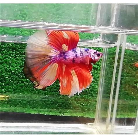 241204 Candy Nemo Halfmoon Erkek Betta M