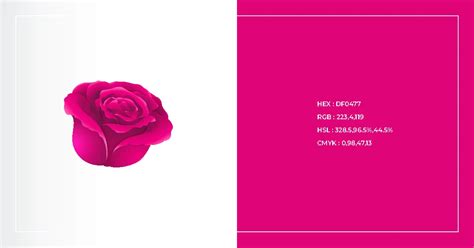 Rose Color Code Discover The Meaning Behind Rose Colors