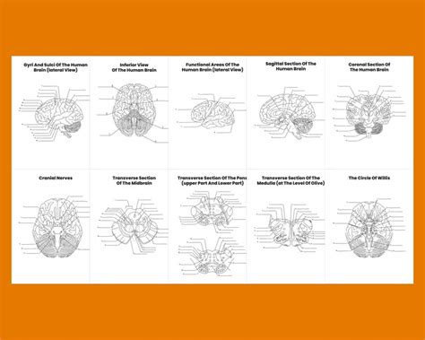 Printable Neuroanatomy Coloring Book PDF Neuro Drawing Book