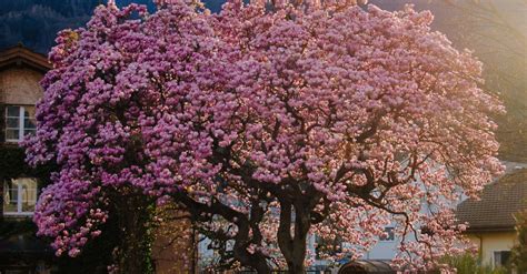 집 밖의 경치 경치 좋은 전망 경치가 좋은 계절 고요한 교양 있는 교외의 그림 같은 꽃 꽃무늬 꽃이 만발한 나무 나무 나뭇잎 낮 농촌의 마을