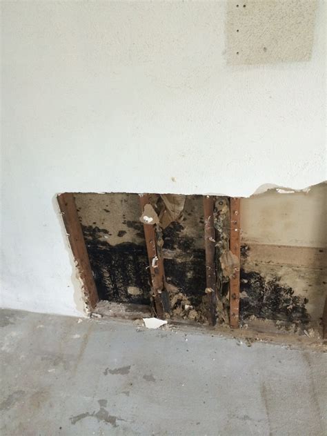 Stachybotrys Mold And Your Health Indoor Doctor