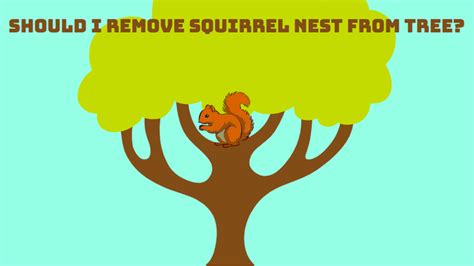 Should I Remove Squirrel Nest From Tree Dos And Dont