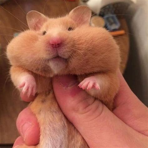 Хомяк с набитыми щеками 56 фото