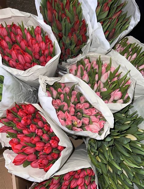АКЦІЯ Тюльпани опт 8 березня найнижча ціна у Києві 19 грн Сад город Київ на Olx