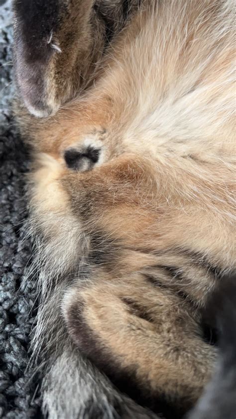 New Cat Ownercaregiver Not Sure What Gender I Have Rcathelp