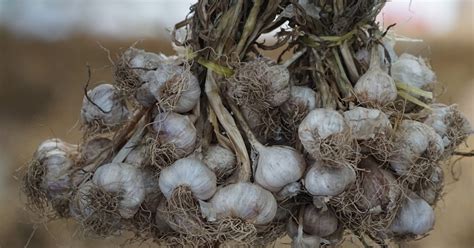 Penangkar Benih Bawang Putih Di Sembalun Siap Suply Benih Bawang Putih