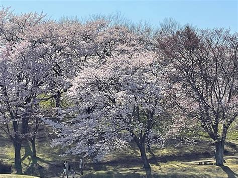 マーチのドライブ・春の交通安全週間・葉桜に関するカスタム事例｜車のカスタム情報はcartune