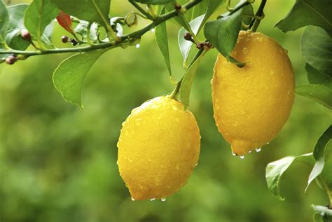 Citrus Lemon 'Eureka' (Citrus limon) - Life is a Garden