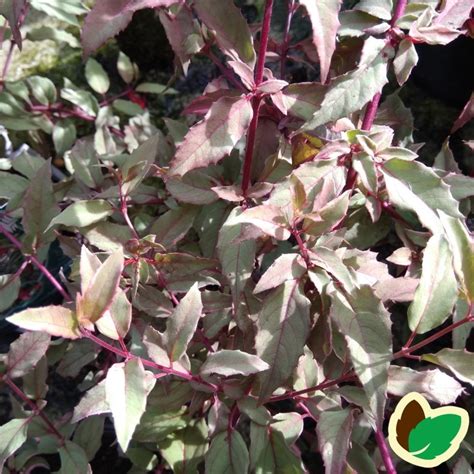 Broget Havefuchsia Fuchsia Magellanica Variegata