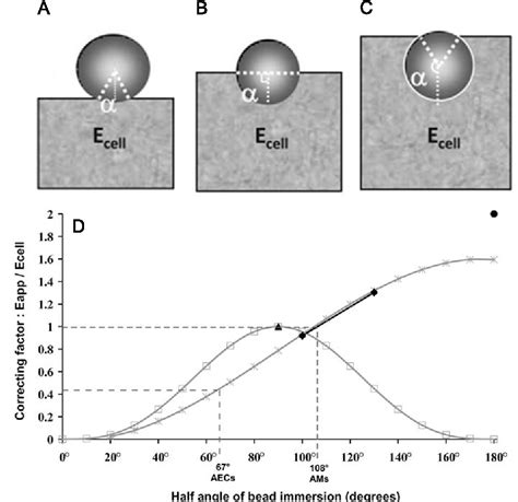 Figure 2 From Cell Mechanics Of Alveolar Epithelial Cells AECs And
