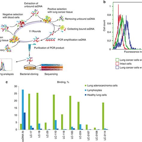 Aptamer Selection To Lung Adenocarcinoma Postoperative Tissues A