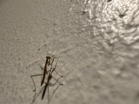 What Bug Is This 1 Cm Body Size Doesnt Jump Or Fly Need To Get Rid