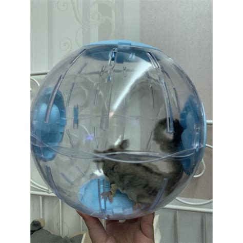 Sugar Gliders Running Exercise Ball Large 20cm Shopee Malaysia