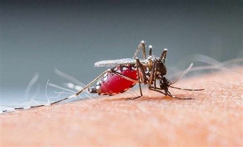 Dengue Hemorrágica Saiba Quais São Os Sinais De Alerta Da Doença