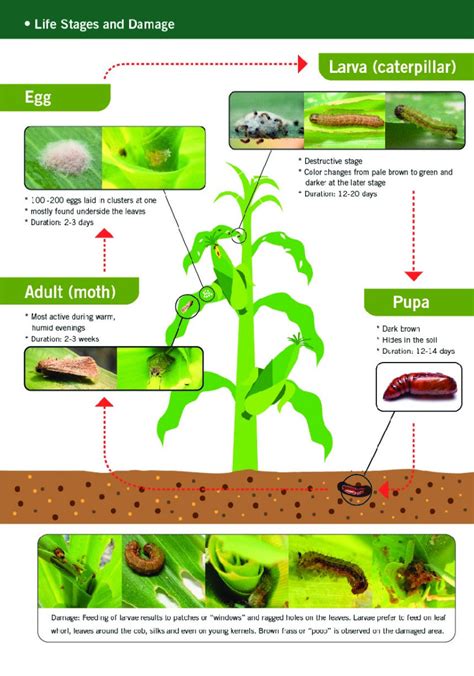 Become A Better Farmer And Increase Your Yields