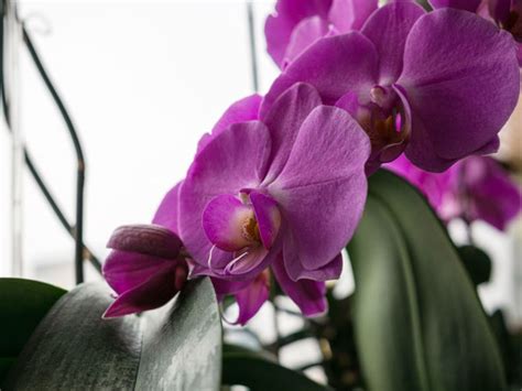 How To Make Your Orchid Bloom Again Plant Index