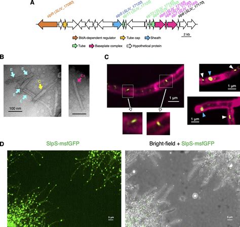 Protein Complex Protects Bacteria From Osmotic Stress